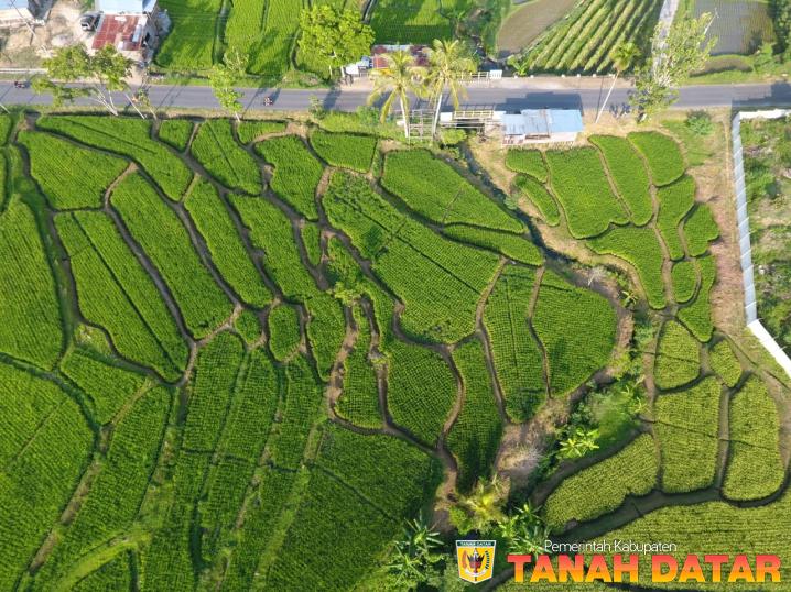 1657 Hektare Lahan Pertanian di Tanah Datar Sudah Diansuransikan